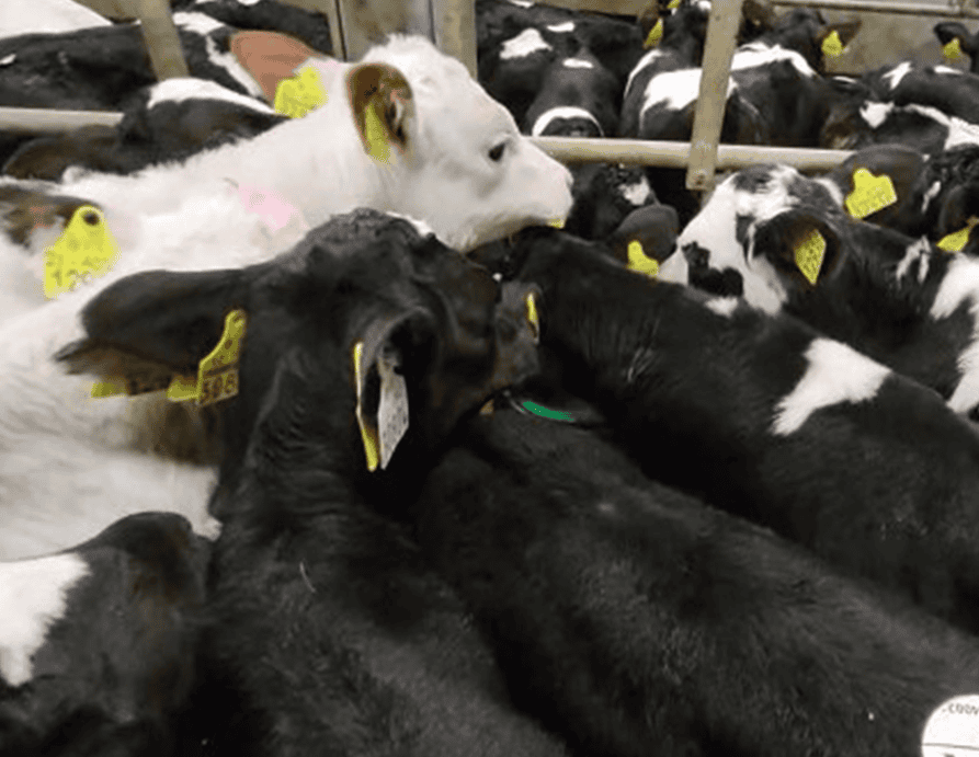 Why the live export of unweaned calves from Ireland should be banned ...