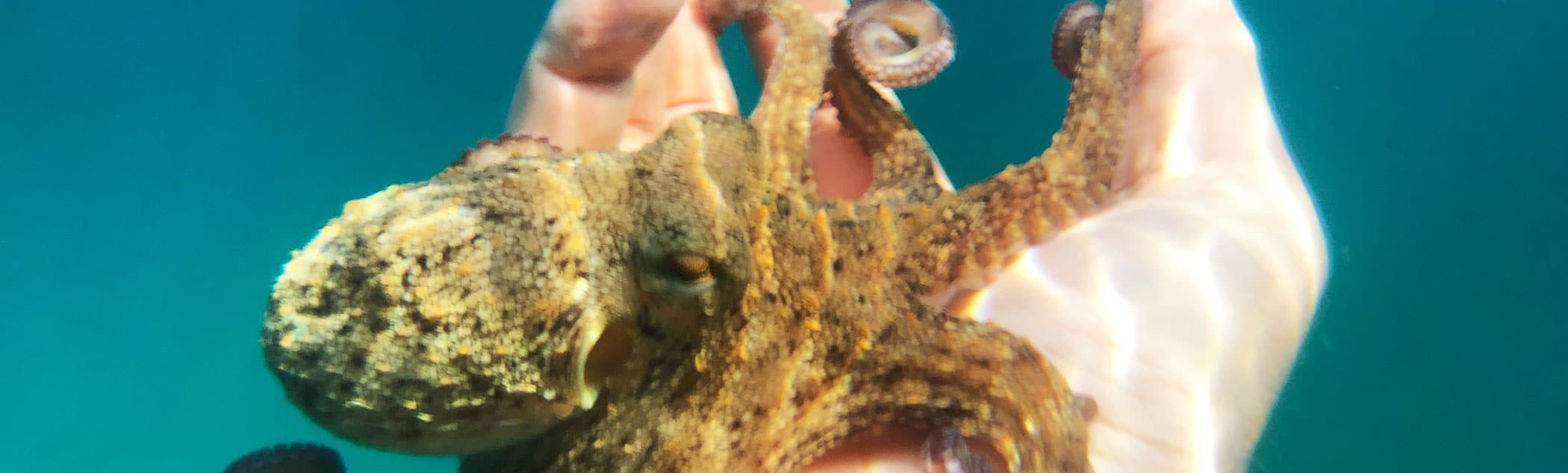 Did You Know Octopus Have Three Hearts And Blue Blood? These ...